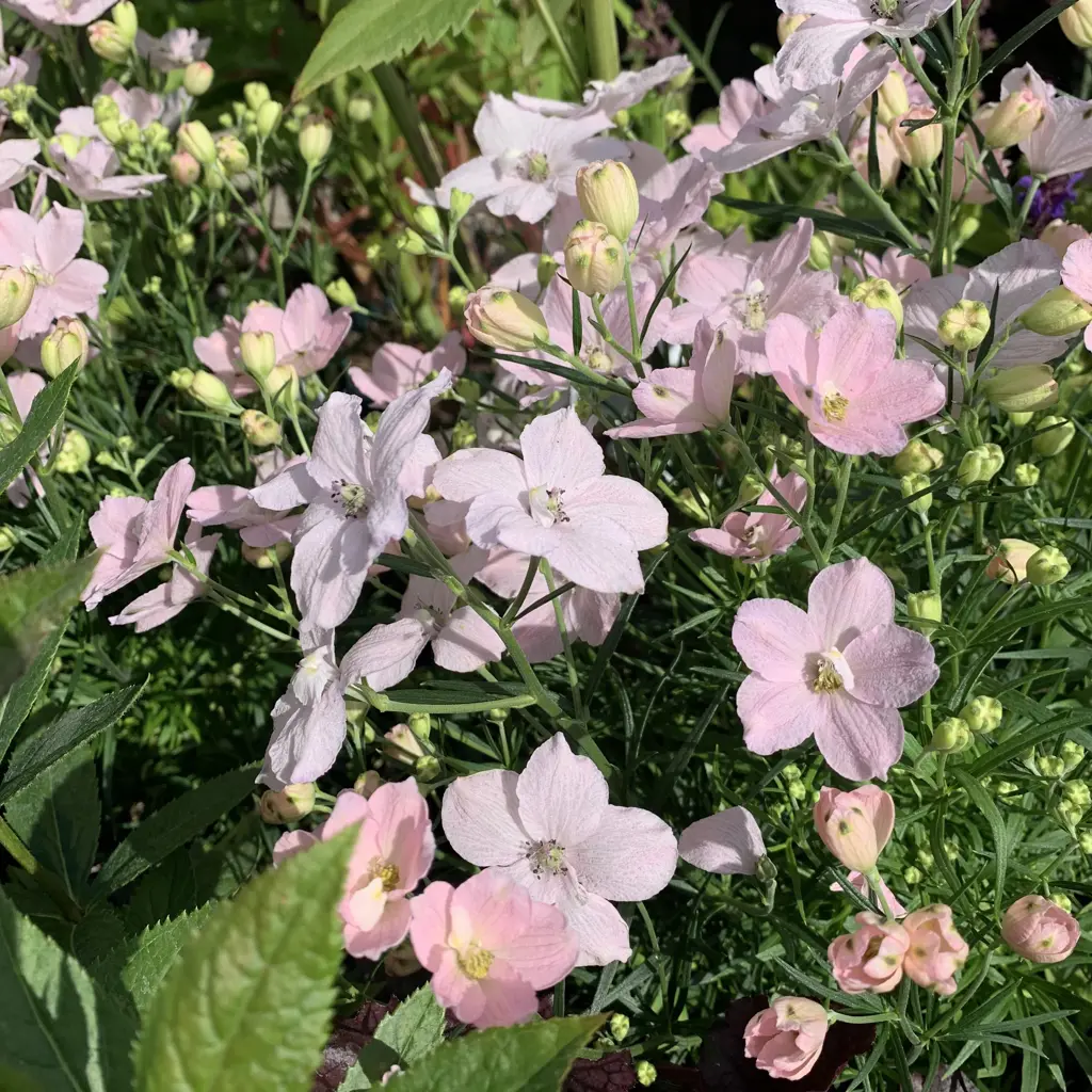 Buy Delphinium Delfix Plants Online | Free Shipping NZ Wide