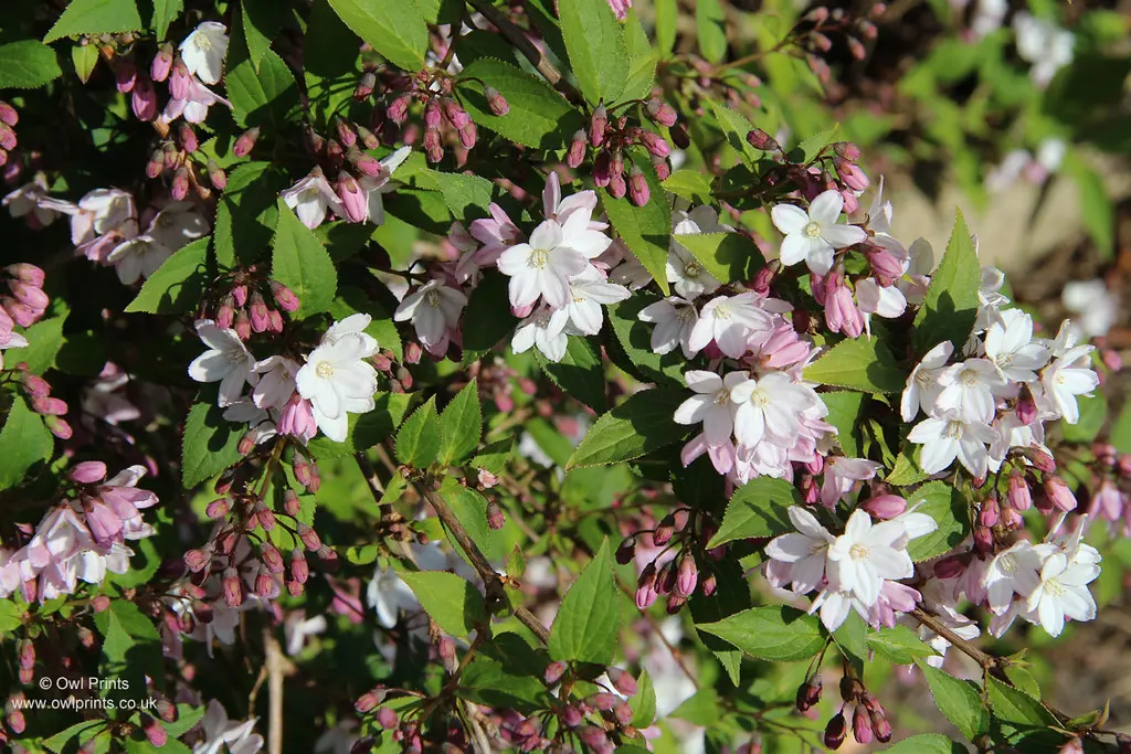 Buy Deutzia Rosea Plants | Free Shipping Over $150