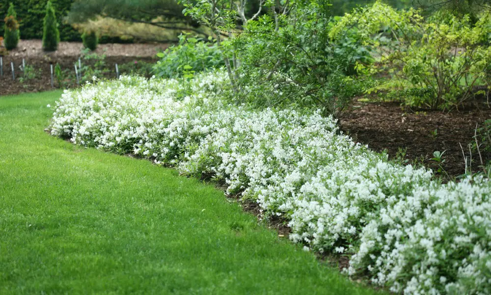 Deutzia Nikko Free Freight Option