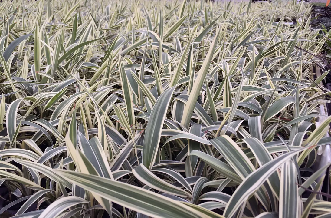 Buy Dianella Silver Streak Plants | Free Shipping Over $150