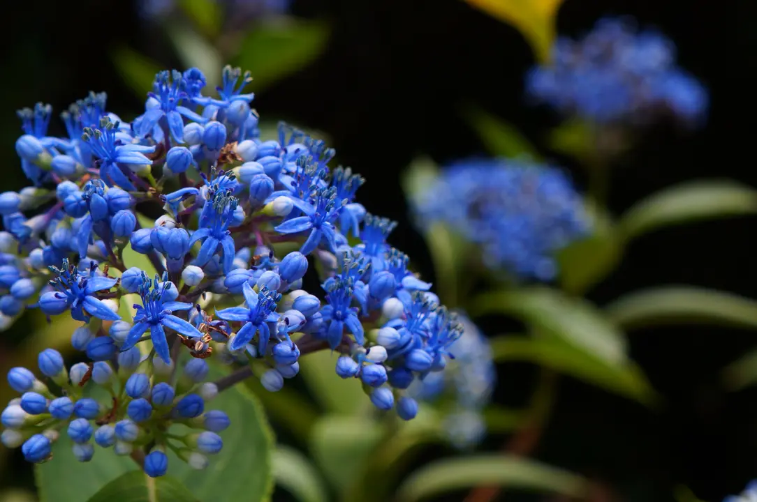 Buy Dichroa febrifuga Plants Online | Free Shipping NZ Wide