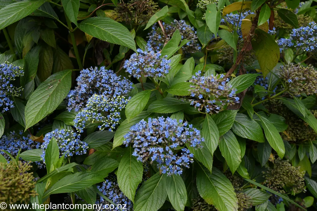 Buy Dichroa versicolor Plants Online | Free Shipping NZ Wide