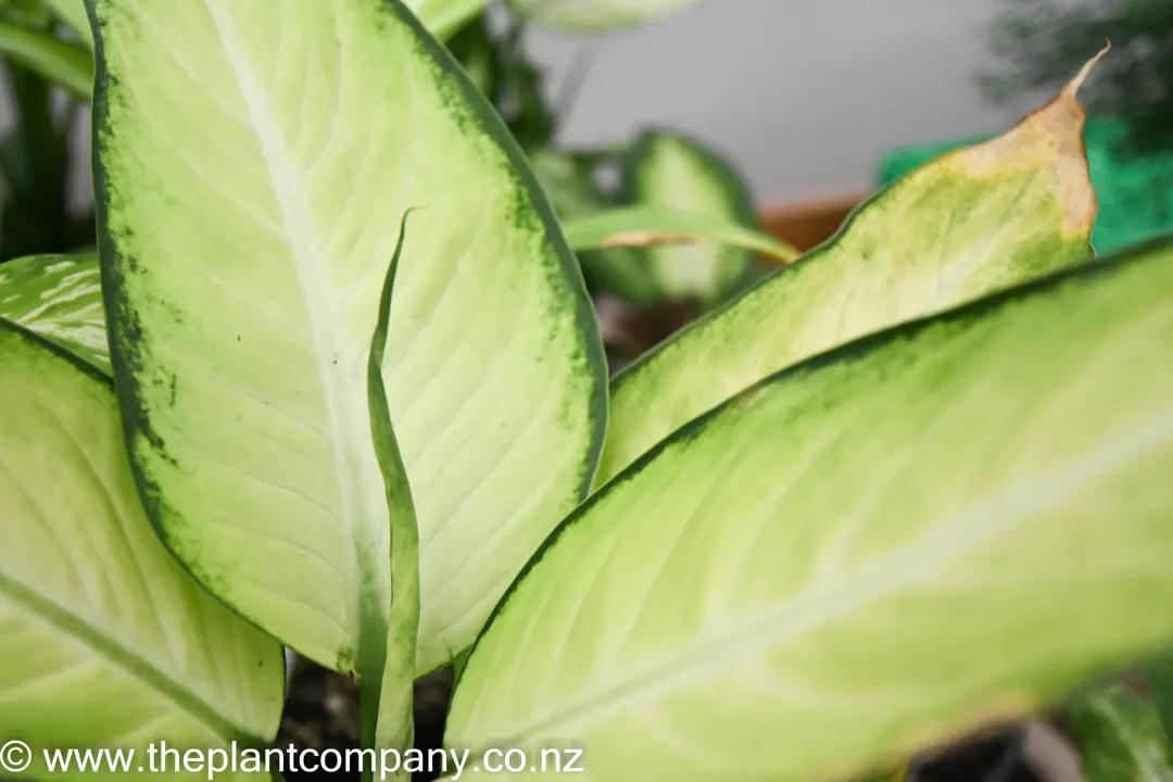Buy Dieffenbachia Fiji Plants | Free Shipping Over $150