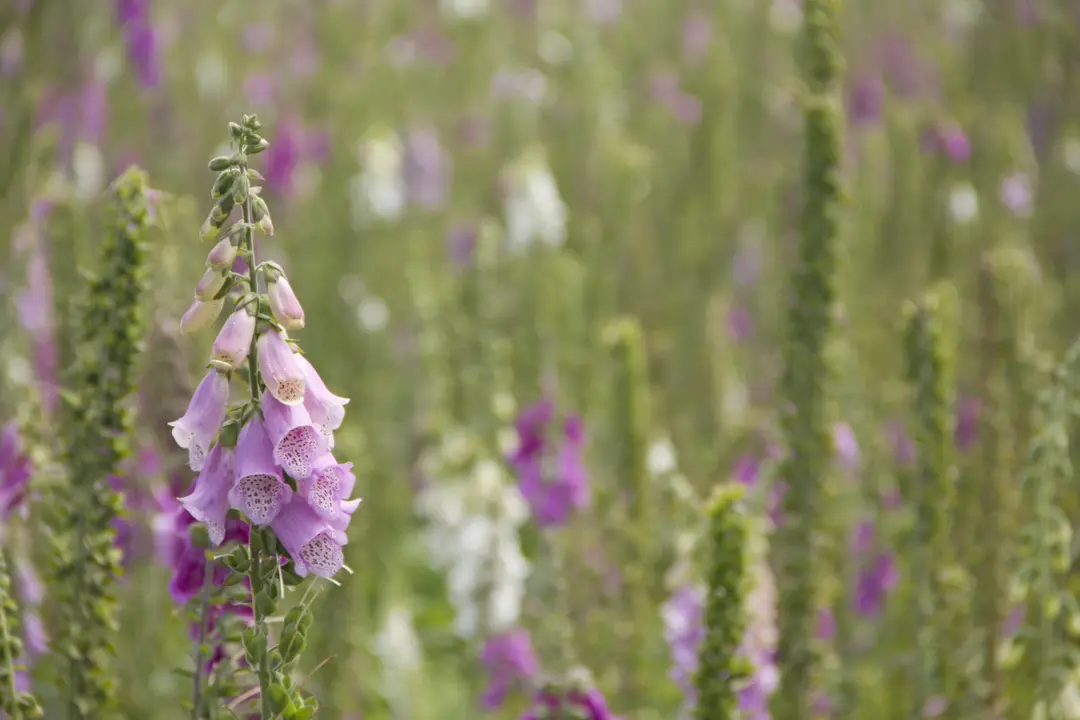 Buy Digitalis purpurea Plants | Free Shipping Over $150