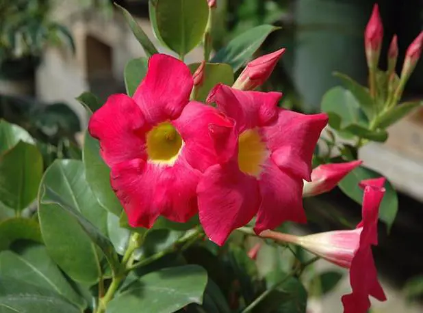 Buy Dipladenia Red Riding Hood Plants | Free Shipping Over $150