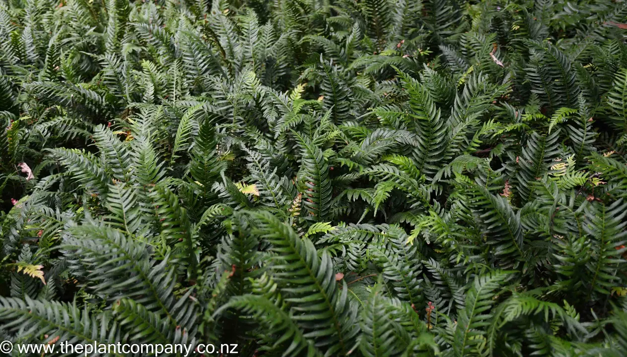 Buy Doodia aspera Fern Online | Free Shipping