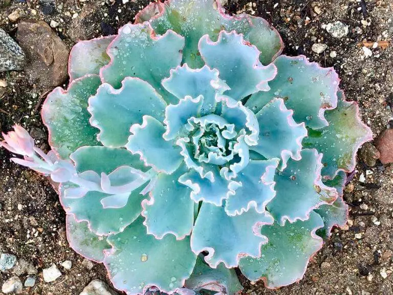Buy Echeveria Blue Curls Plants Online | Free Shipping NZ