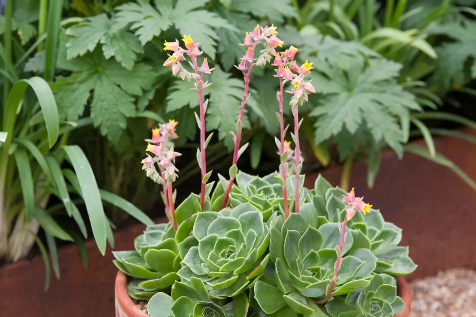 Buy Echeveria secunda Plants | Free Shipping Over $150