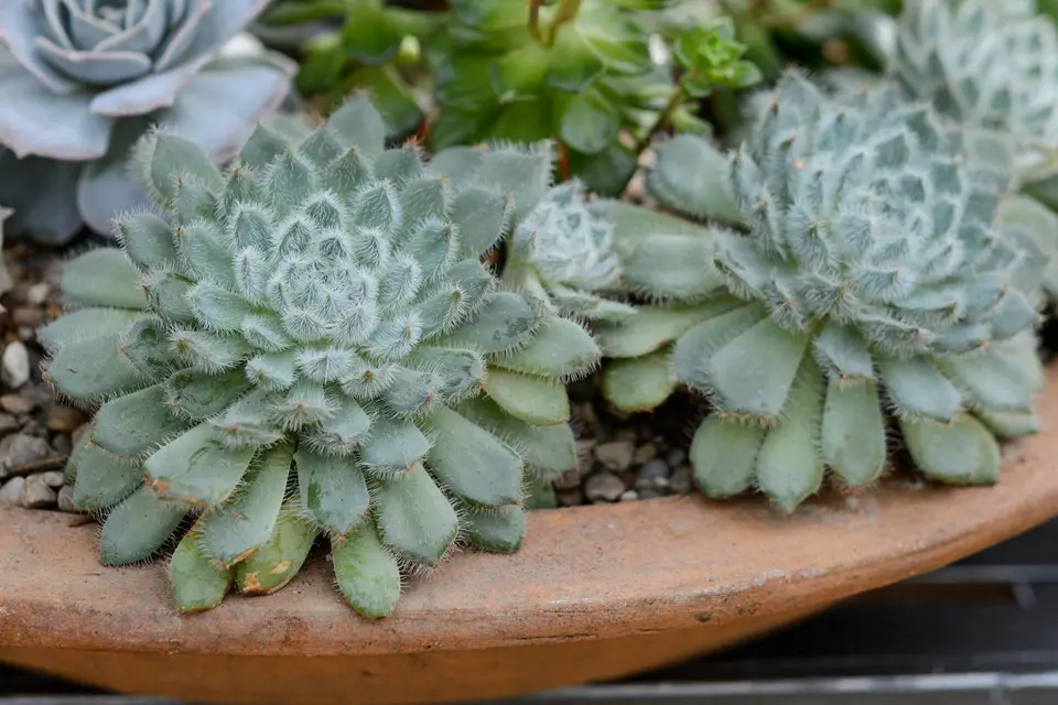Buy Echeveria setosa Plants | Free Shipping Over $150