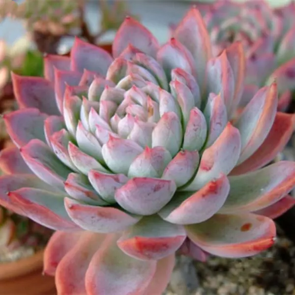 Buy Echeveria Violet Queen Plants | Free Shipping Over $150