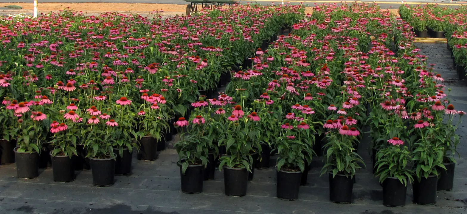 Buy Echinacea Prairie Splendor Plants Online NZ