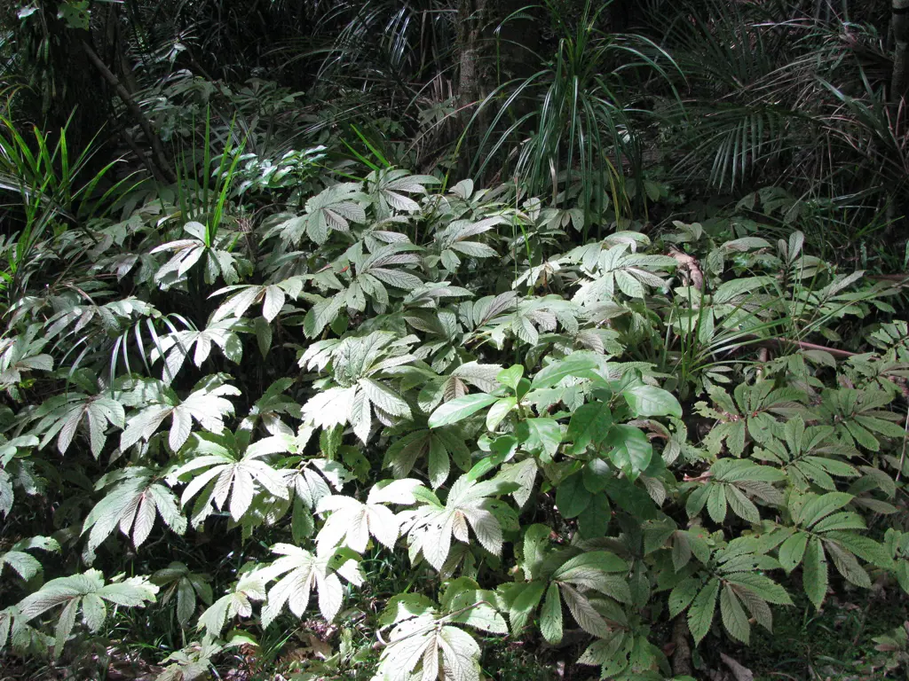 Buy Elatostema rugosum (Parataniwha) Plants Online NZ