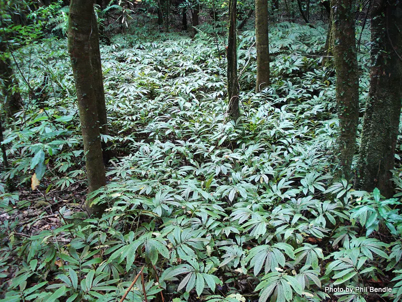 Buy Elatostema rugosum Plants Online | Free Shipping NZ Wide