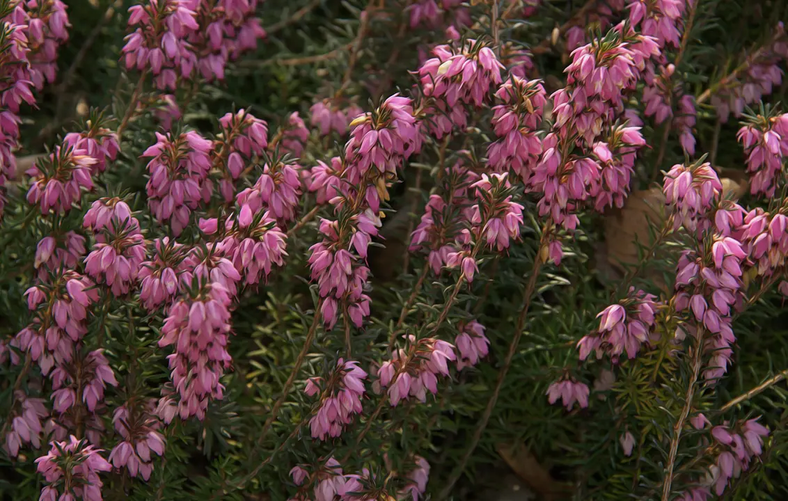 Buy Erica carnea Plants | Free Shipping Over $150