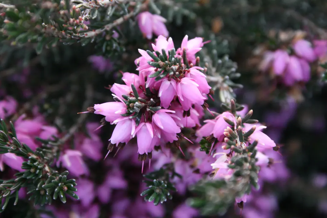 Buy Erica darleyensis Plants | Free Shipping Over $150