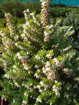 Buy Erica Gold Lady Plants | Free Shipping Over $150