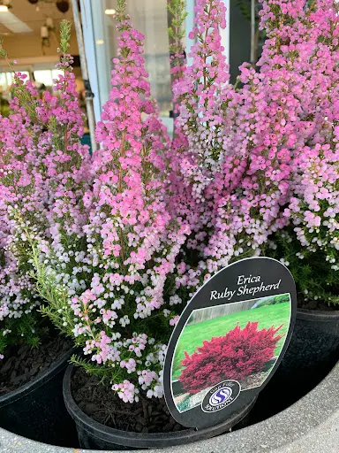 Buy Erica Ruby Shepherd Plants Online | Free Shipping NZ