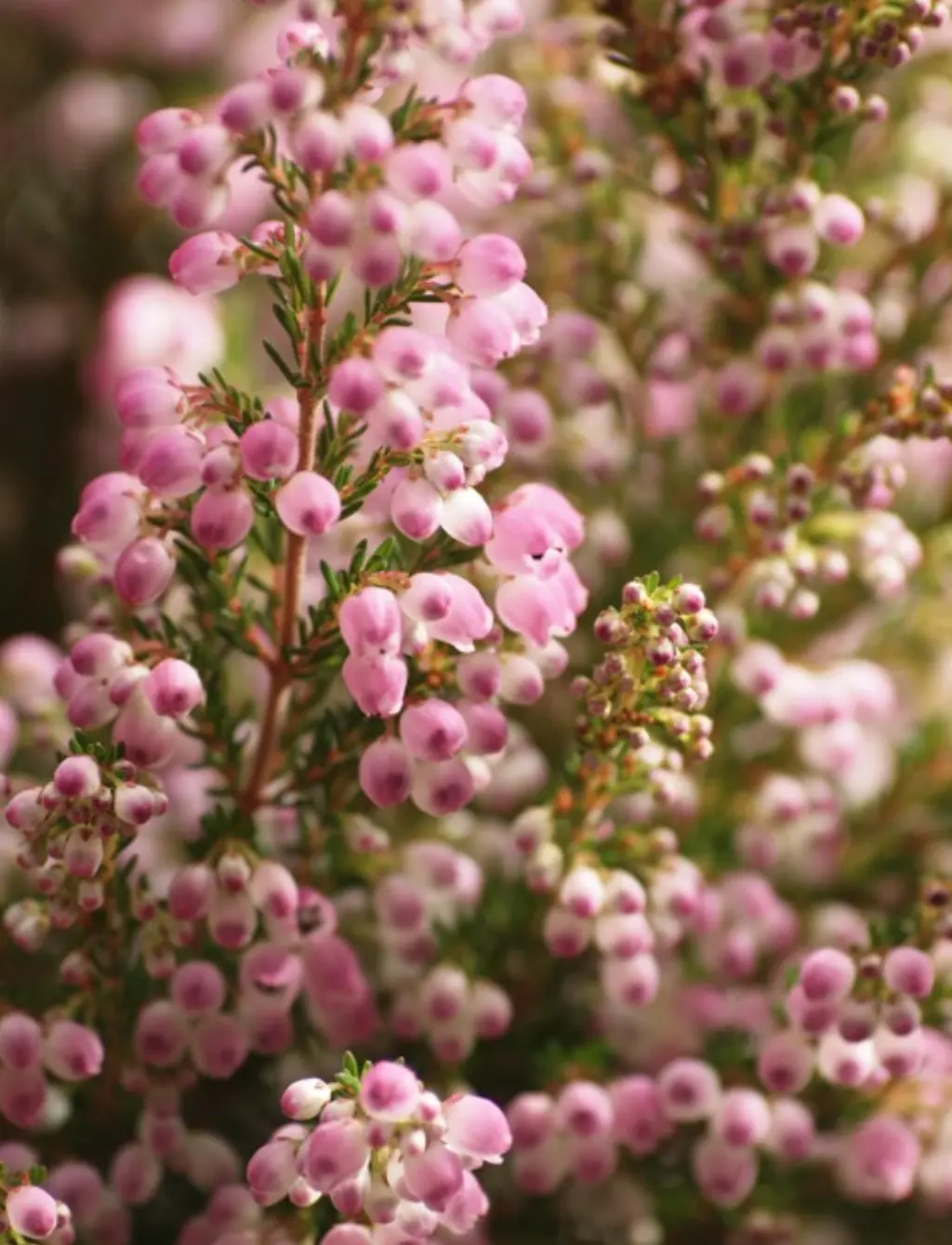 Buy Erica Sparsa Plants Online | Free Shipping NZ Wide