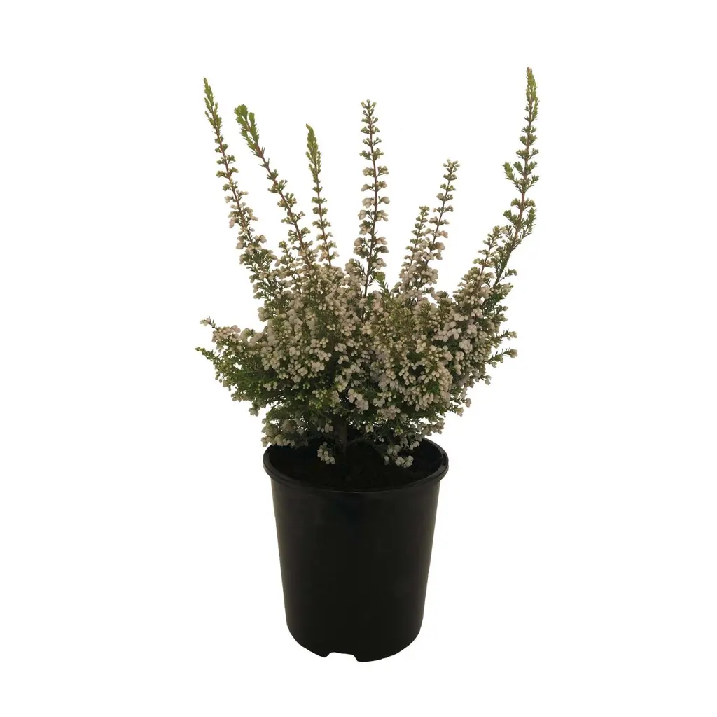 Buy Erica Surprise Plants Online | Free Shipping NZ Wide