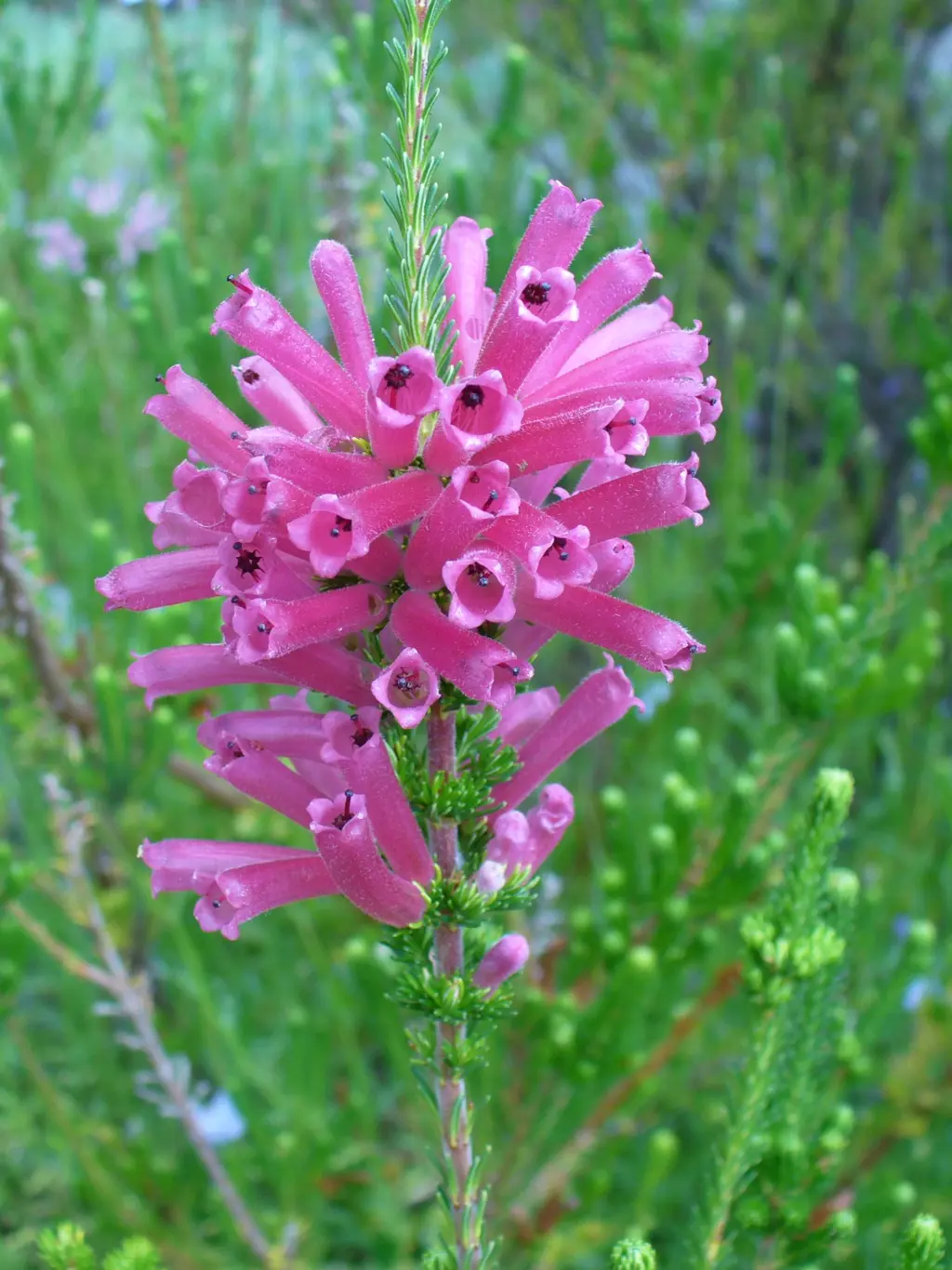 Buy Erica verticillata Plants Online | Free Shipping NZ Wide