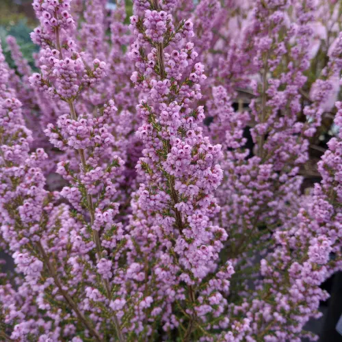 Buy Erica Winter Charm Plants Online | Free Shipping NZ Wide