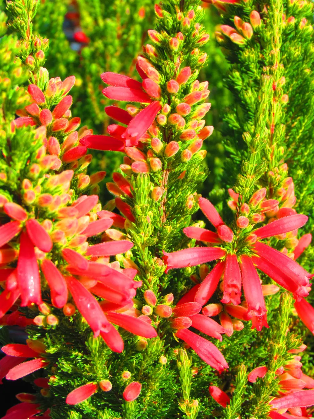 Buy Erica Aurora Plants Online | Free Shipping NZ Wide