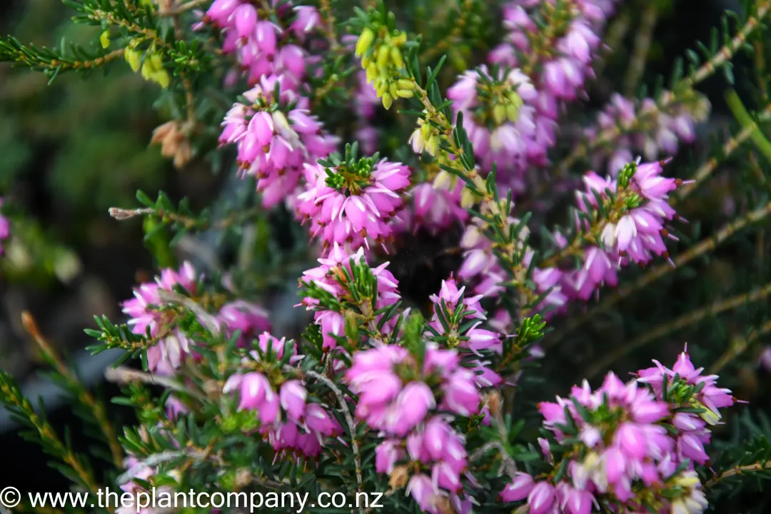 Buy Erica carnea Springwood Pink Plants | Free Shipping Over $150