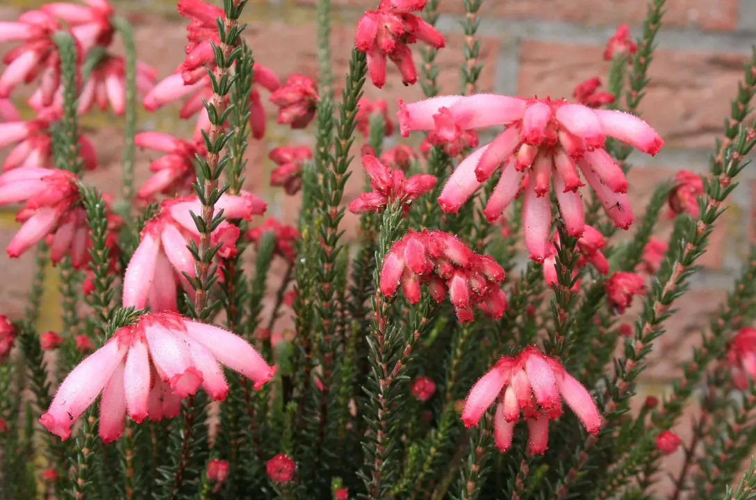 Buy Erica Pink Plants | Free Shipping Over $150