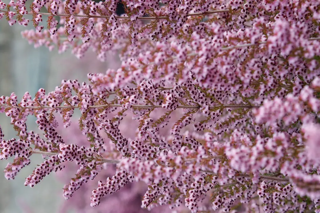 Buy Erica 'Lavender Mist' Plants Online | Free Shipping NZ