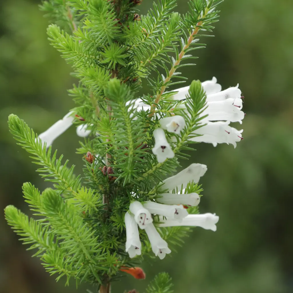 Buy Erica White Delight Plants Online | Free Shipping NZ