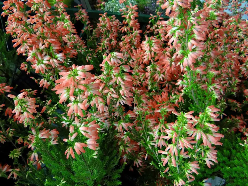 Buy Erica Winter Fire Plants | Free Shipping Over $150