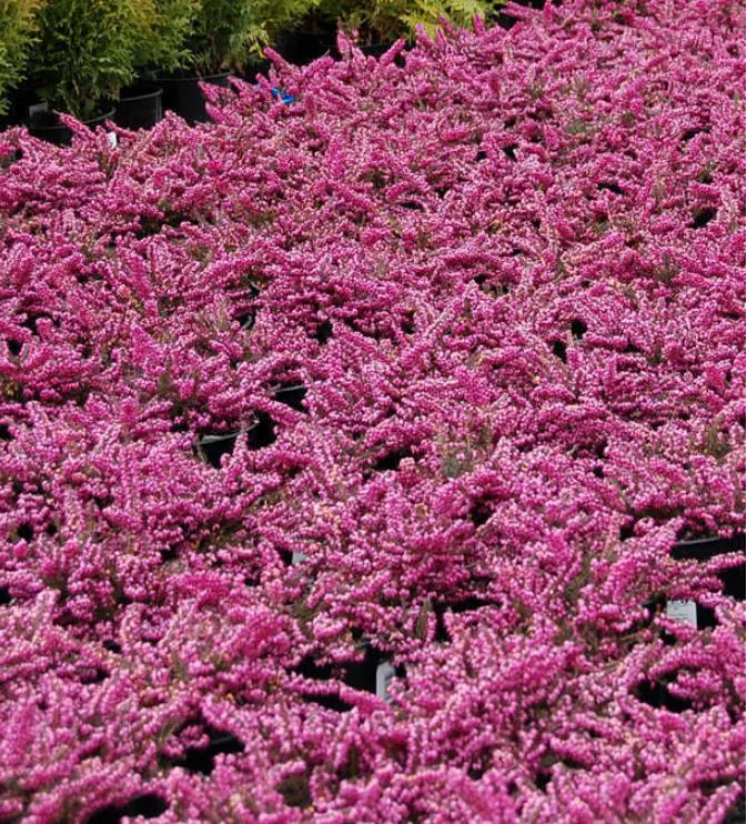 Buy Erica Kramers Red Plants Online | Free Shipping NZ Wide
