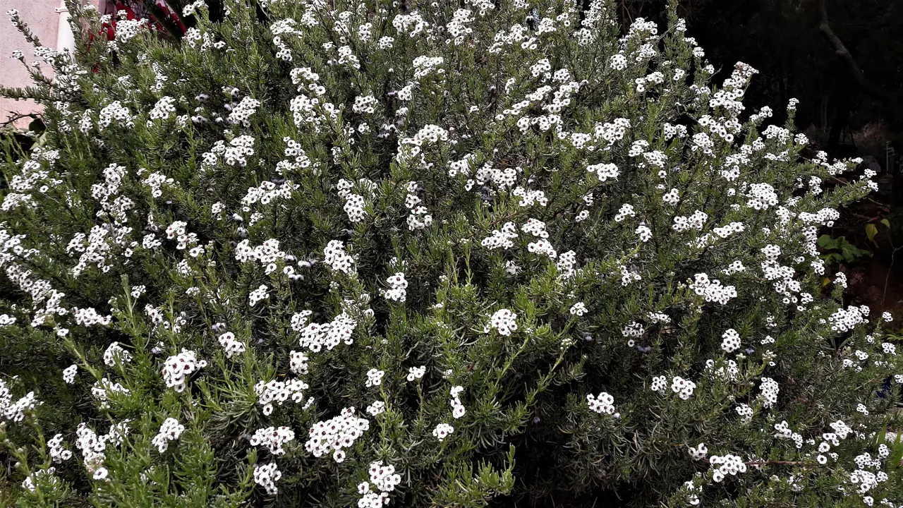 Buy Eriocephalus africanus Plants | Free Shipping Over $150