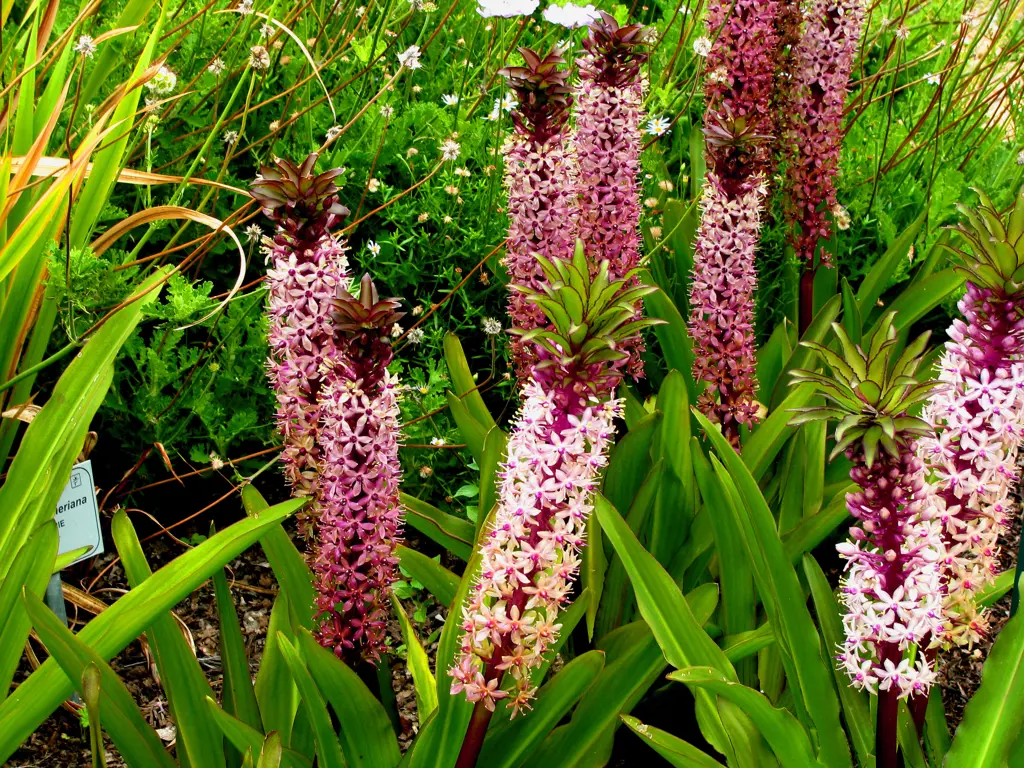 Buy Eucomis comosa Plants | Free Shipping Over $150