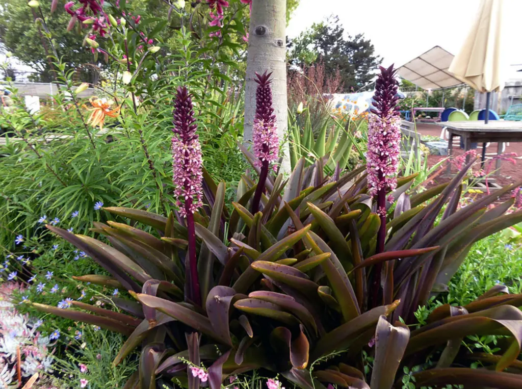 Buy Eucomis Oakhurst Plants | Free Shipping Over $150