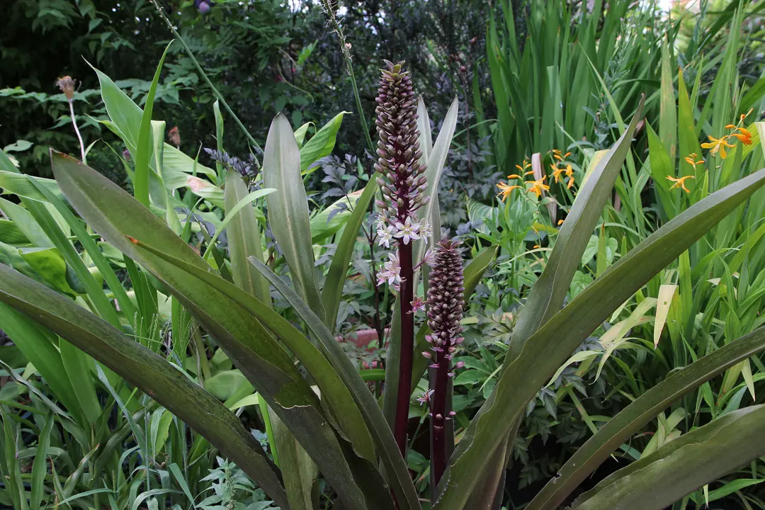 Buy Eucomis Sparkling Burgundy Plants Online NZ