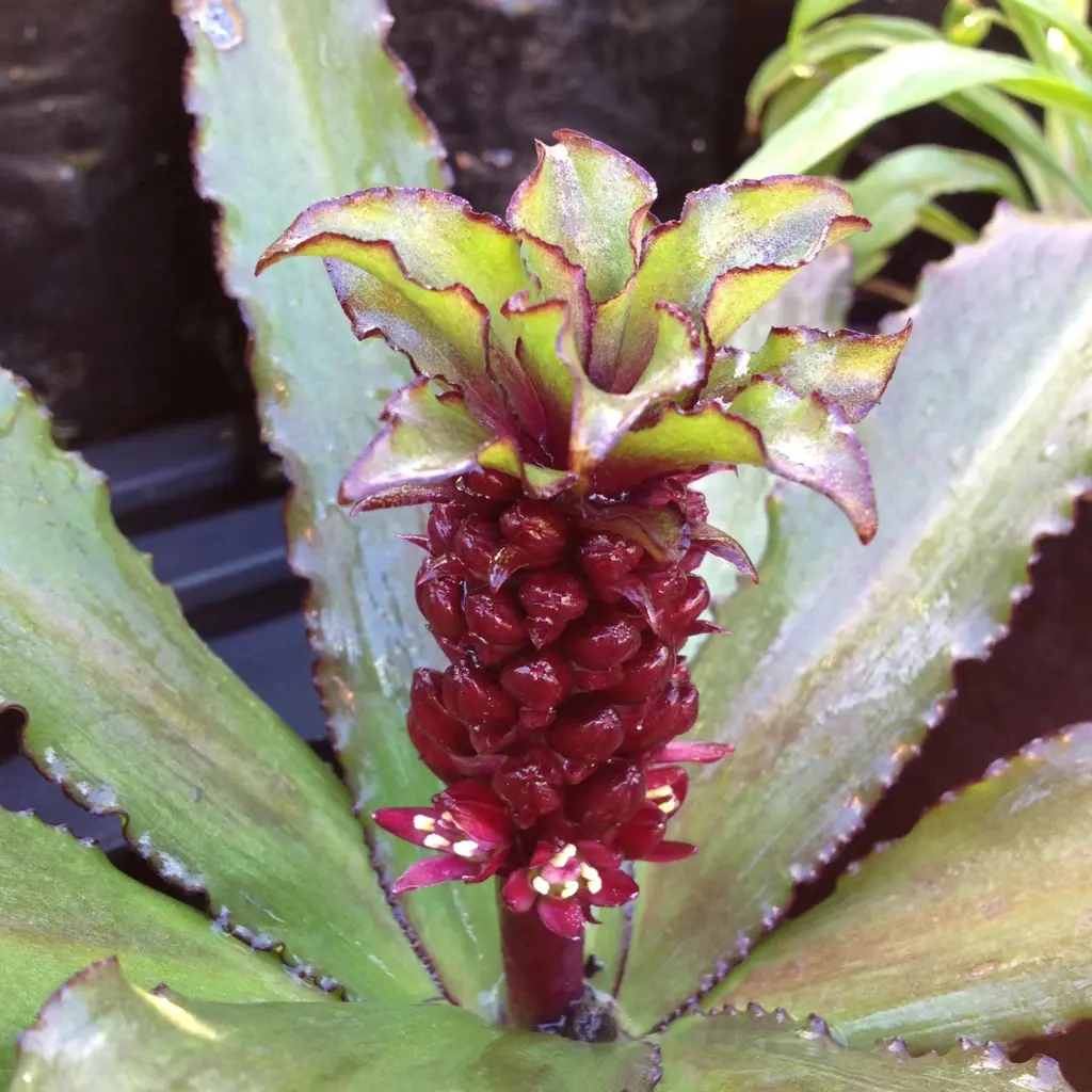 Buy Eucomis Tiny Pink Coral Plants | Free Shipping Over $150