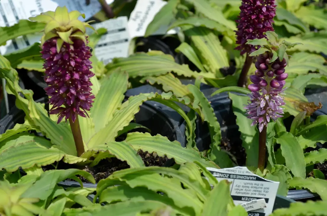 Buy Eucomis Tiny Piny Ruby Plants | Free Shipping Over $150