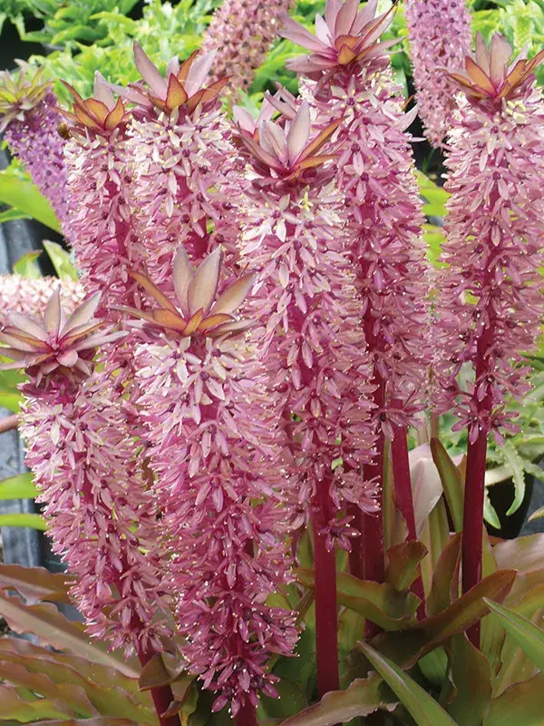 Buy Eucomis Tugela Jewel Plants | Free Shipping Over $150