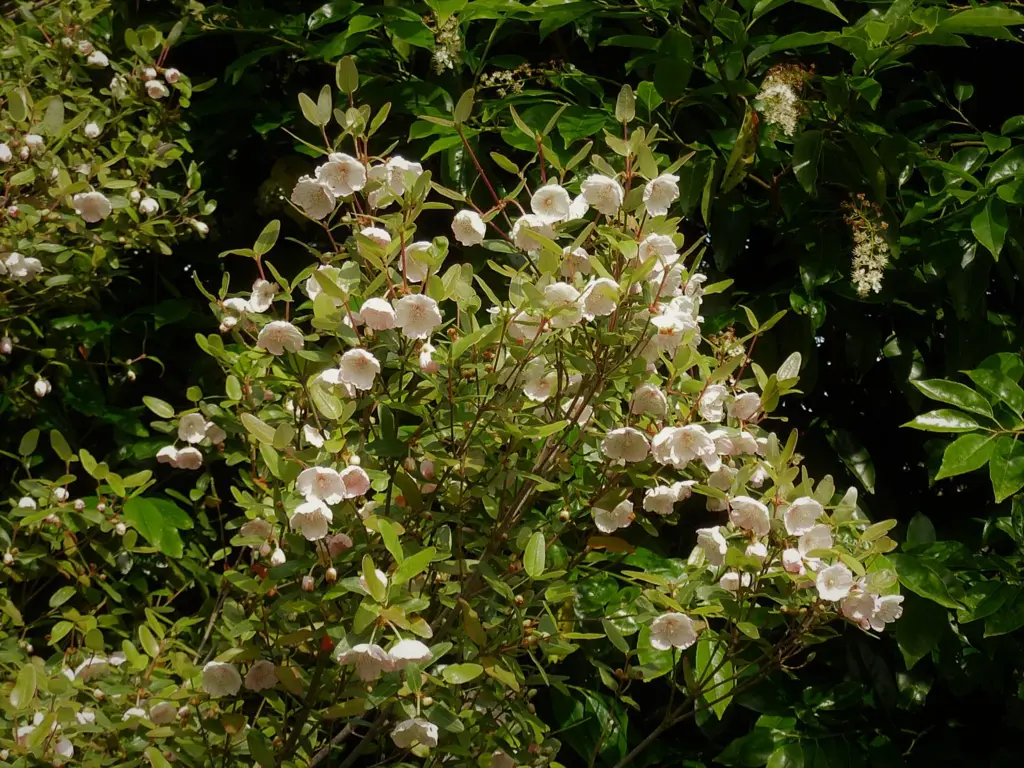 Buy Eucryphia lucida Gilt Edge Plants | Free Shipping Over $150
