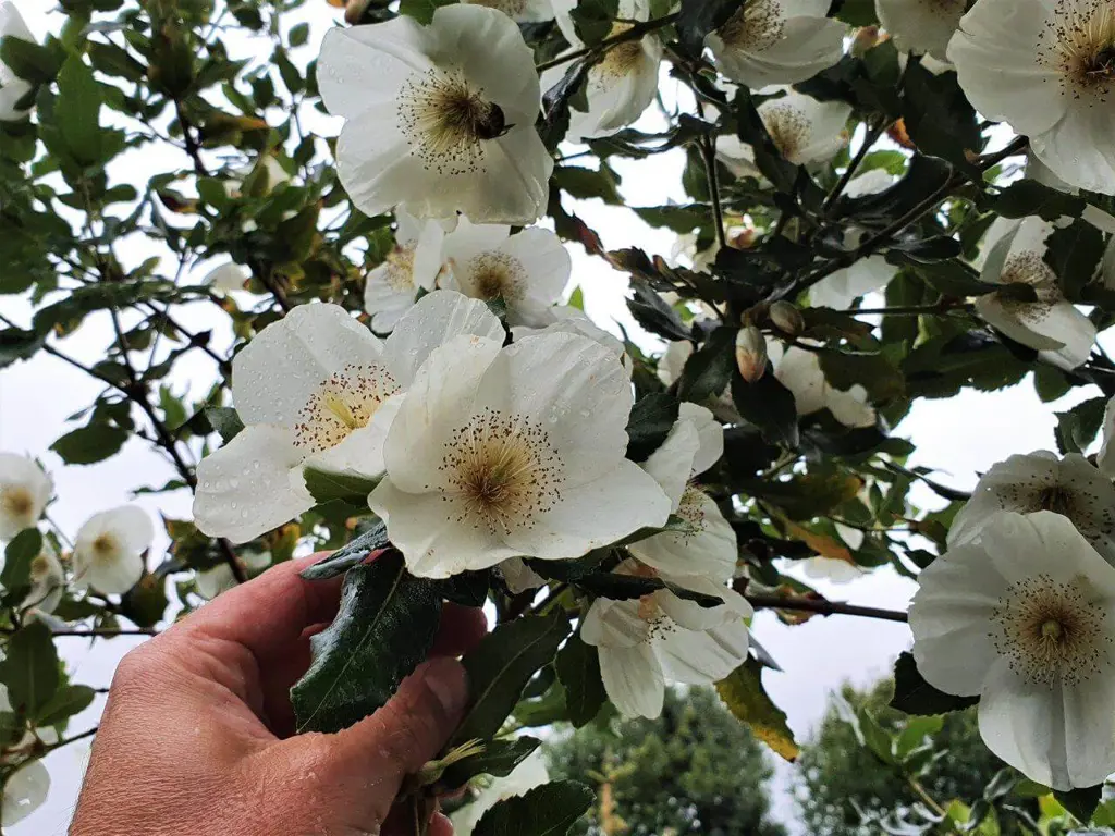 Buy Eucryphia x nymansensis Nymansay Plants
