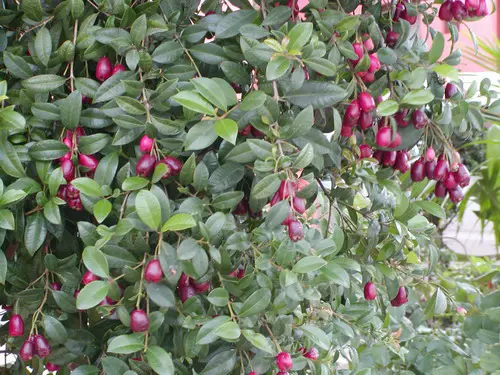 Buy Eugenia myrtifolia Plants | Free Shipping Over $150