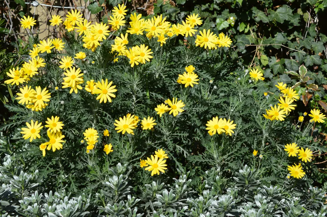 Buy Euryops pectinatus Plants | Free Shipping Over $150