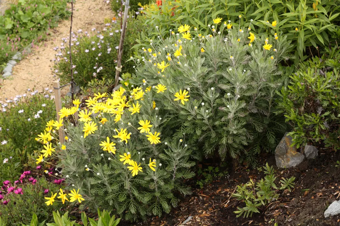 Buy Euryops Little Sunray Plants Online | Free Shipping NZ