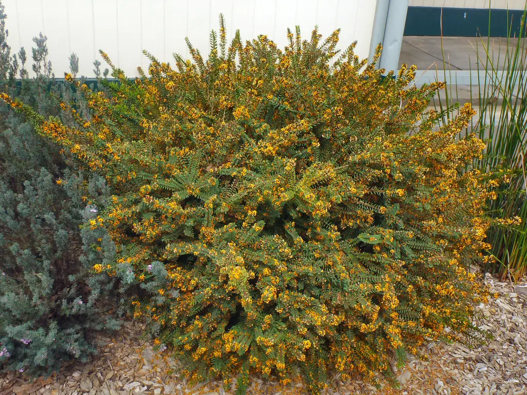 Buy Eutaxia obovata 'Nana' Plants | Free Shipping Over $150