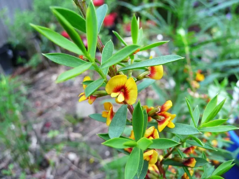 Buy Eutaxia obovata Plants | Free Shipping Over $150