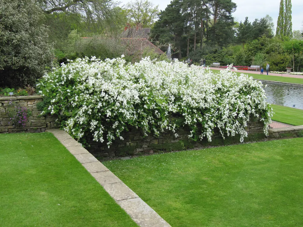 Buy Exochorda The Bride Plants | Free Shipping Over $150