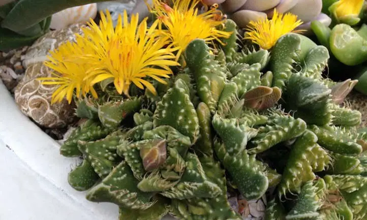 Buy Faucaria tuberculosa Plants | Free Shipping Over $150