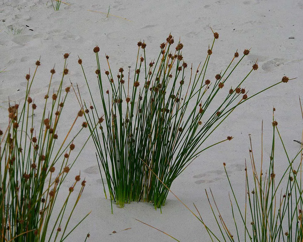 Ficinia nodosa | Free Freight Option