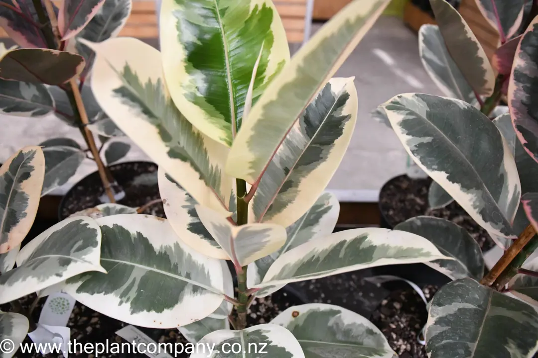 Ficus Tineke | Free Freight Option